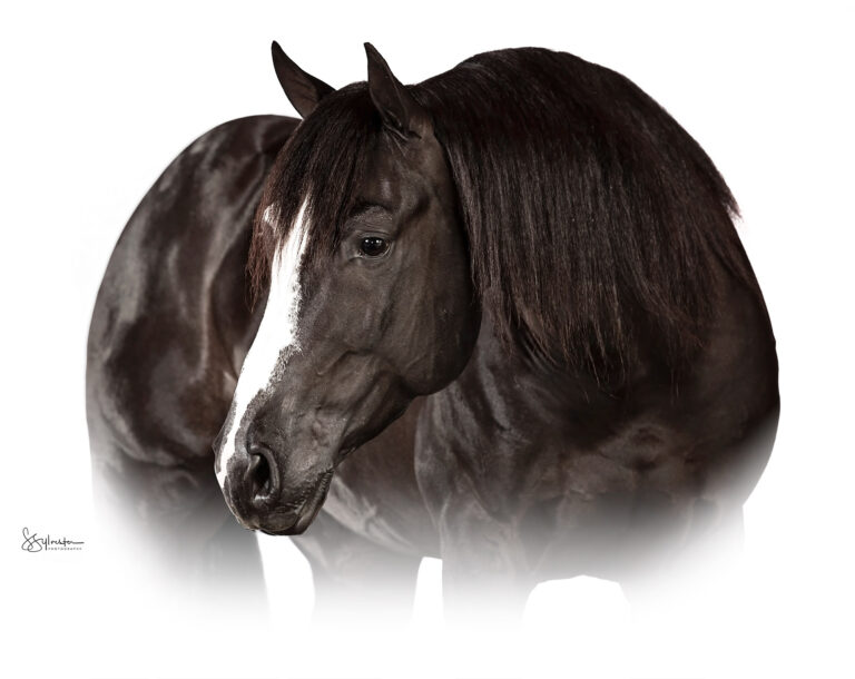 Breeding - BadBoonaRising