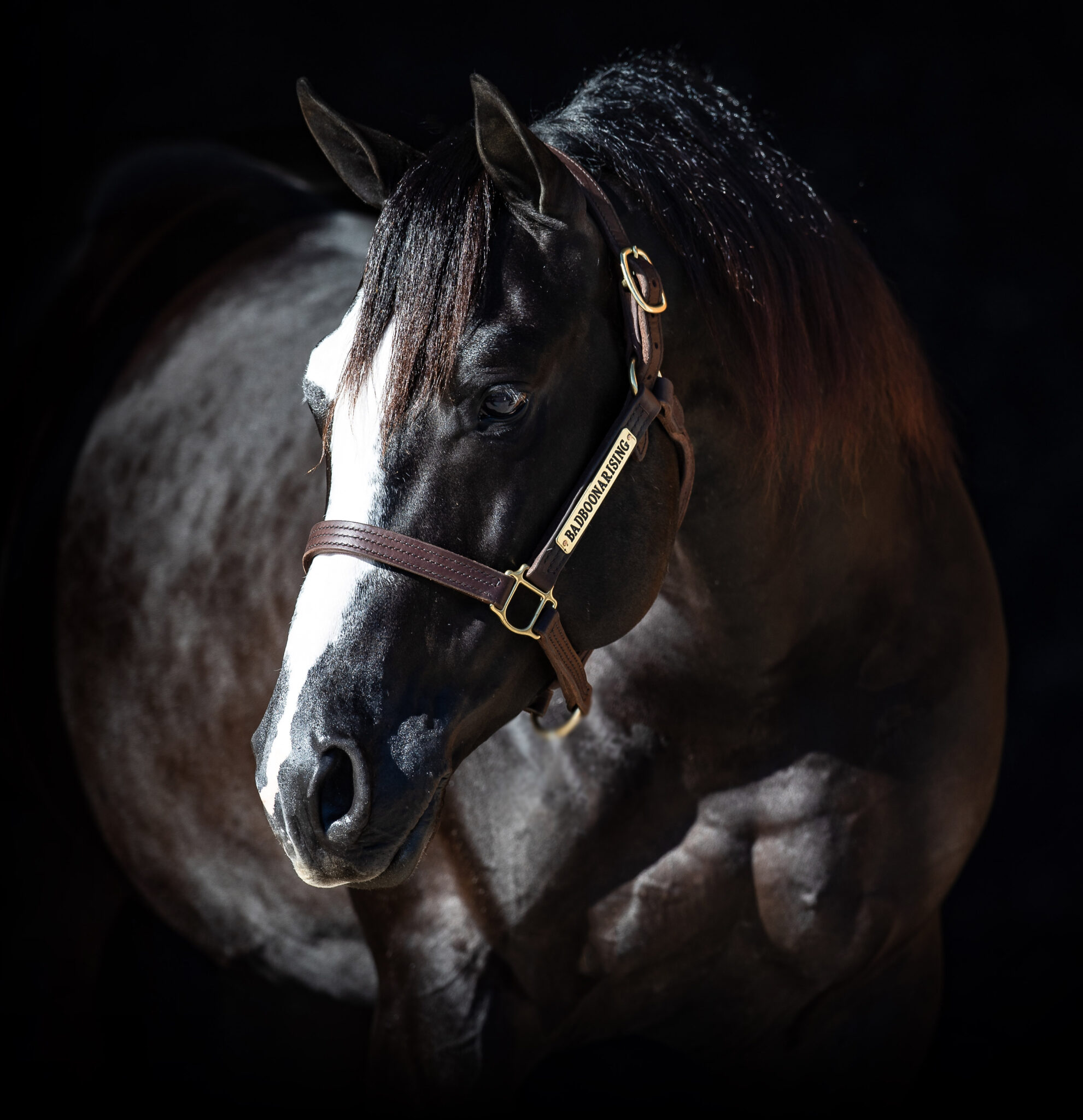 Breeding - BadBoonaRising